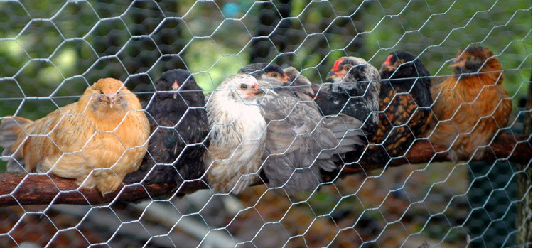Chicken rabbit dog wire netting mesh 60cm tall 50m roll - Chicken Cage ...